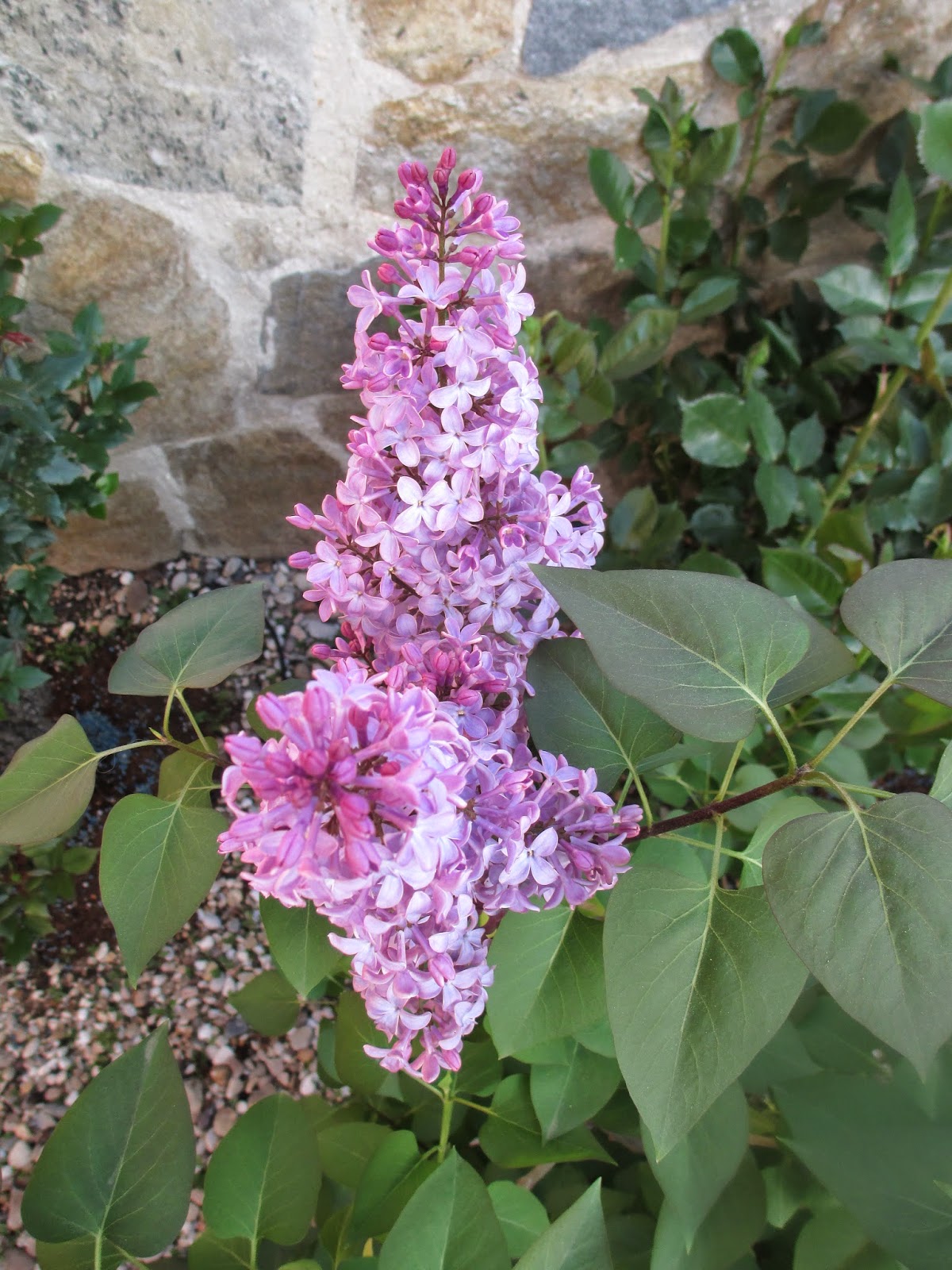 La Mar de VeRde: SYRINGA VULGARIS O LILO