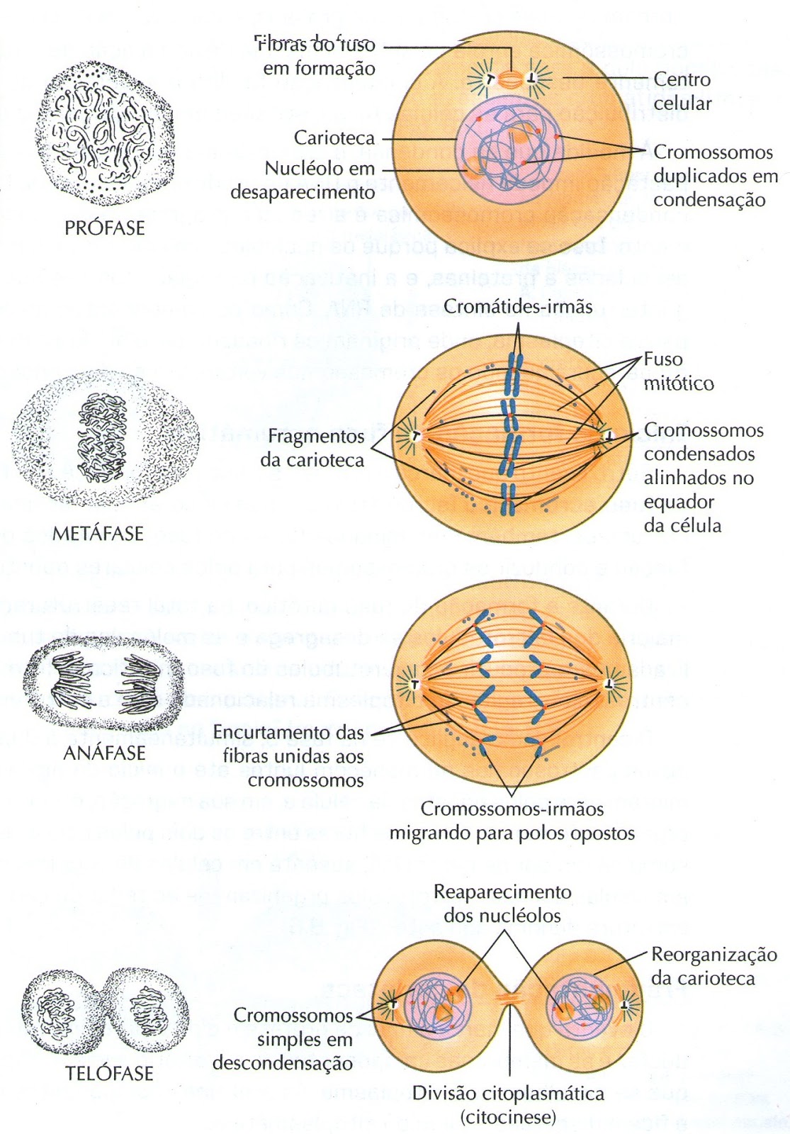 estudodebiologiabusquet: Divisão Celular ( Mitose e Meiose)