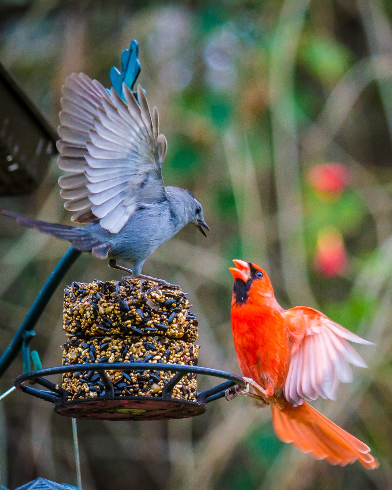 Brett's Photography Insights: Battling Birds