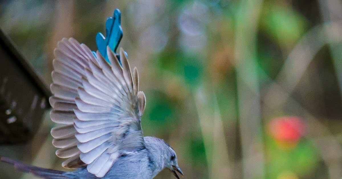 Brett's Photography Insights: Battling Birds