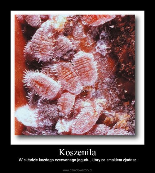 Zdrowa I Niezdrowa Żywność: Koszenila/Karmina i czerwień koszenilowa