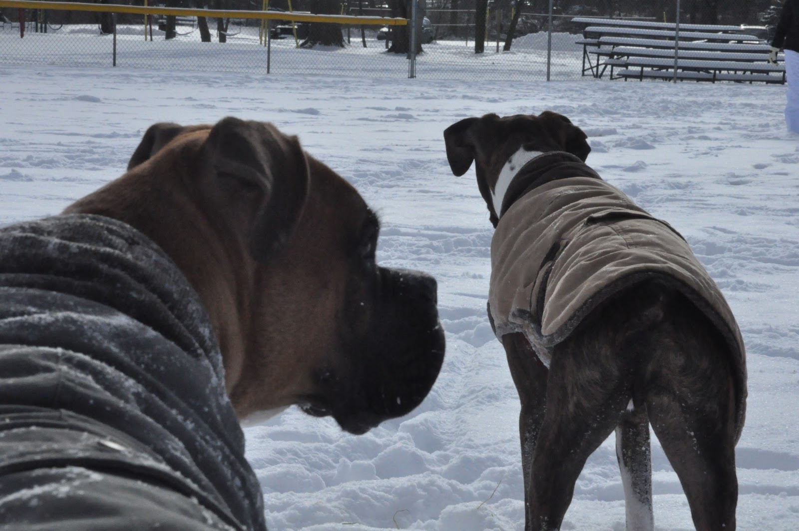 I Have A Boxer: Snow Boxers