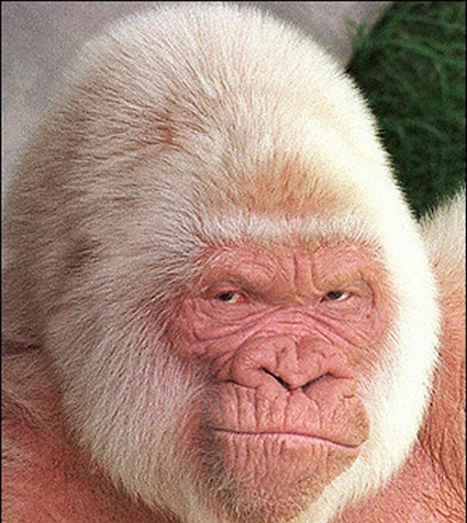 Terrierman's Daily Dose: Not a Mutant Monkey; an Inbred Gorilla
