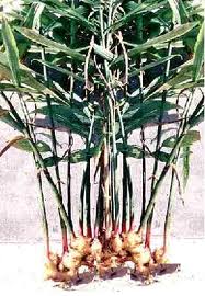 DXUP Teleradyo: Luya o Ginger