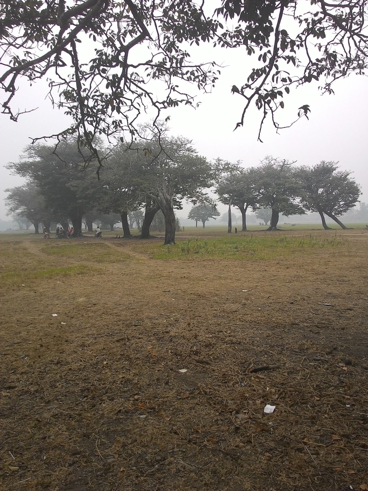 Pohon Sindur - Bereyau