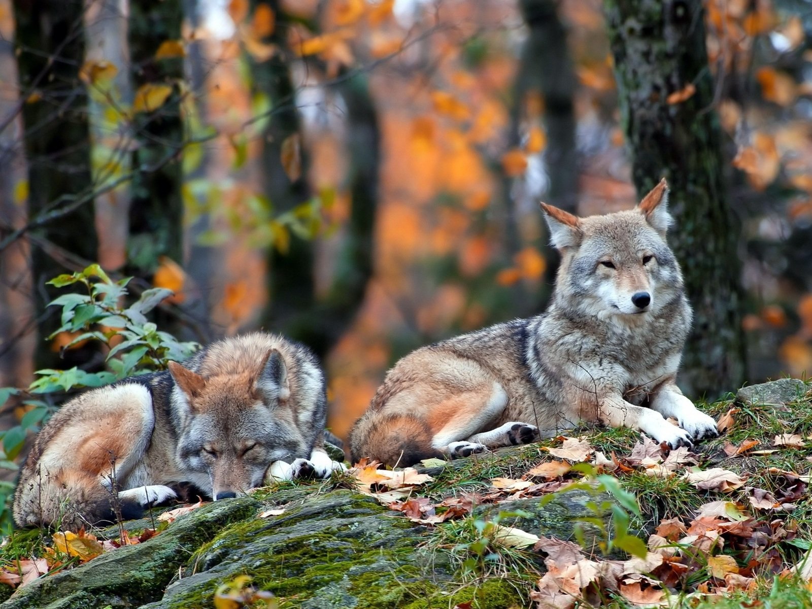 ΛΥΚΟΙ photos - wallpapers (ανανεωμένο) | the fun bank