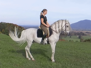 Star Stable oczami Susan: Konie Luzytańskie dotarły do Jorviku!