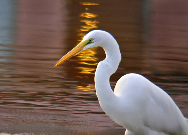 Great Egret | The Life of Animals