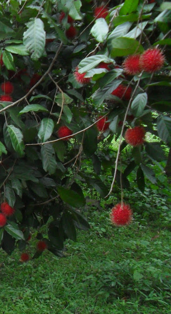 MY TRIPS: Malwana Rambutan in Tree