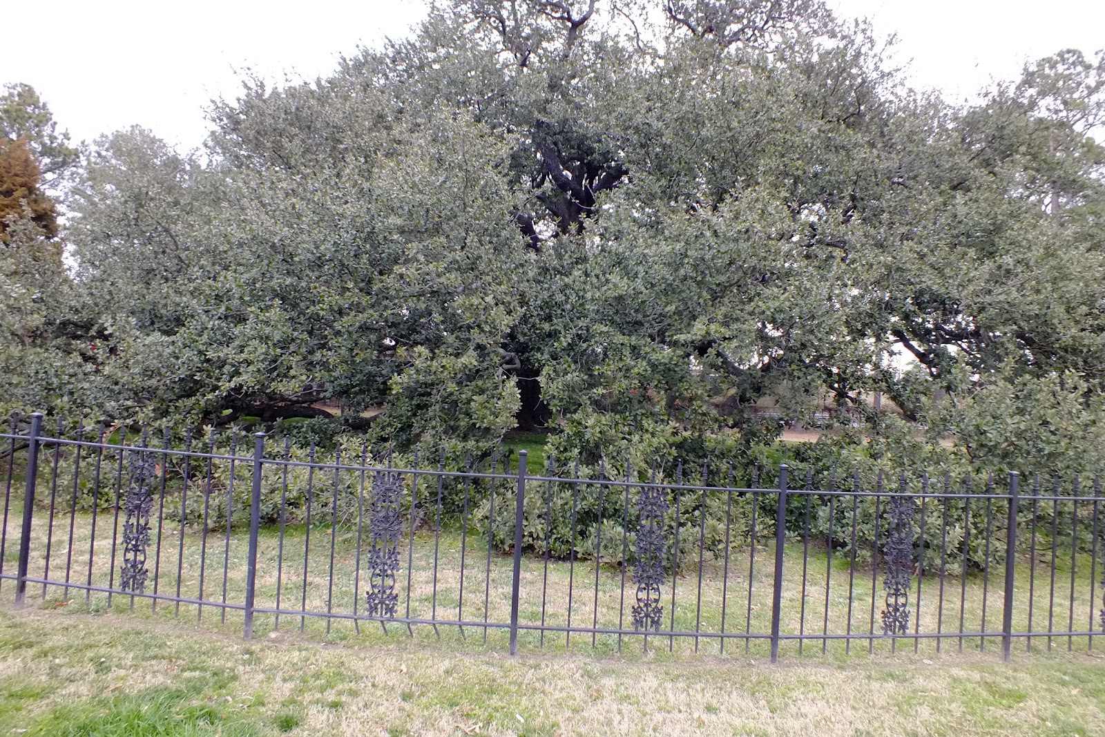 Gene's Garden: Three Live Oak Trees