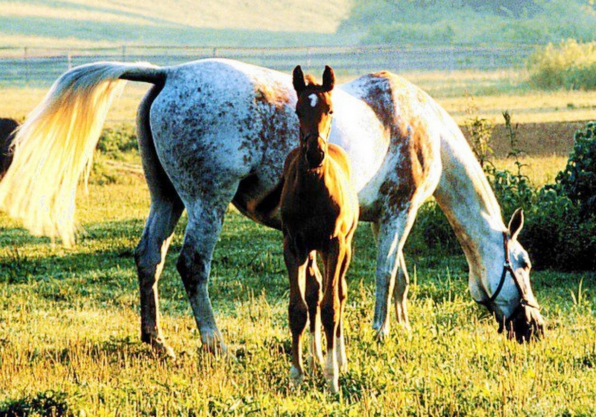 Arte y Actividad Cultural: Fotos yeguas y potrillos