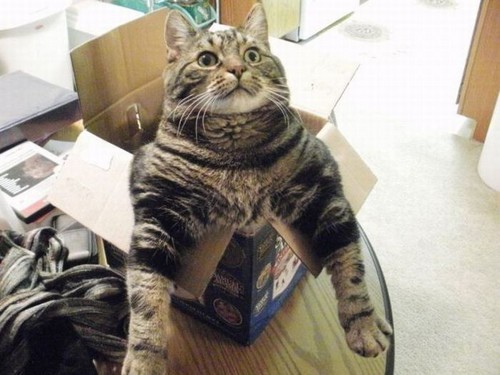 15 Cute Cats in Boxes | Amazing Creatures