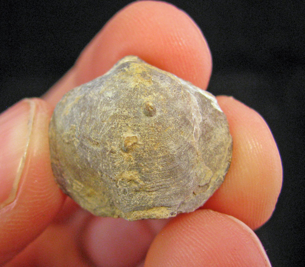 Views of the Mahantango: Athyris concentrica brachiopod from Eifel, Germany