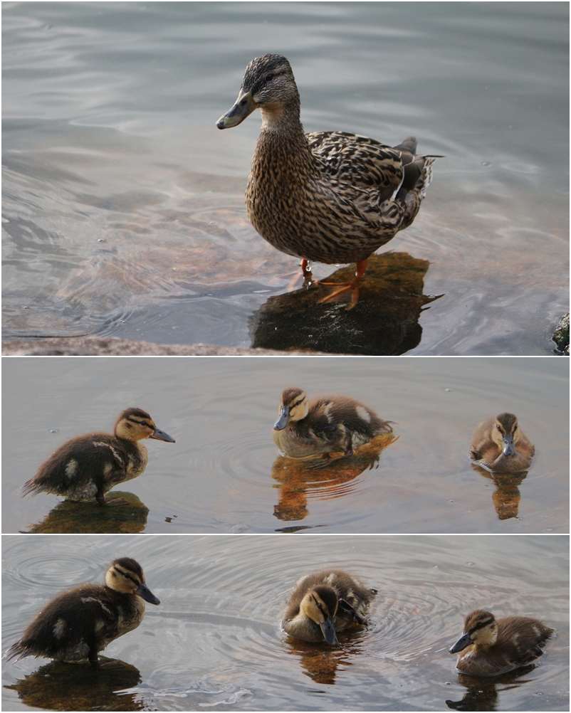 Perjantain lintukuvat