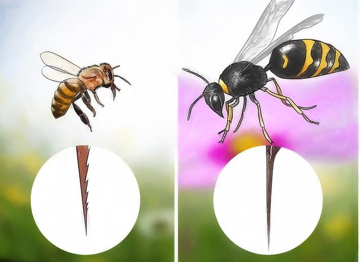 Un dermatólogo en el museo : Abejas y avispas (II)