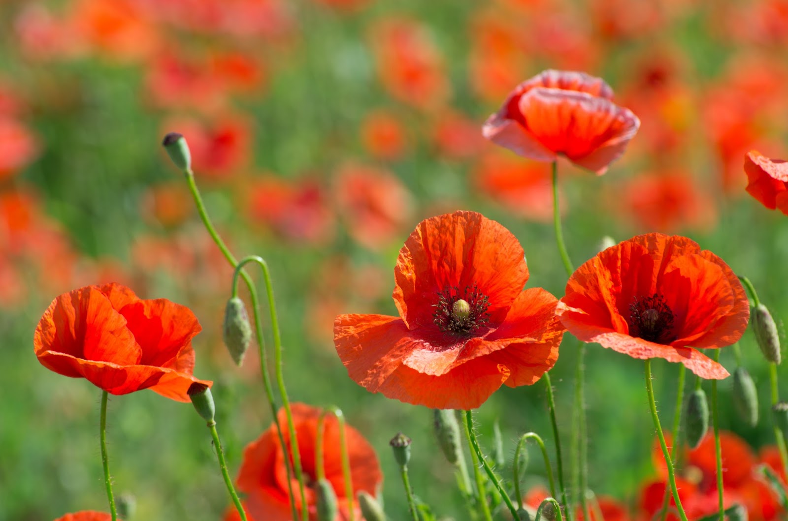 LE COQ PICORE: LE COQUELICOT