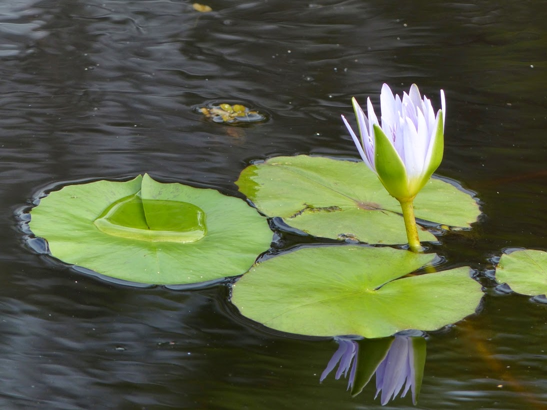 National Park Odyssey: Pelican Forest Track, Pelican Waters, Golden ...