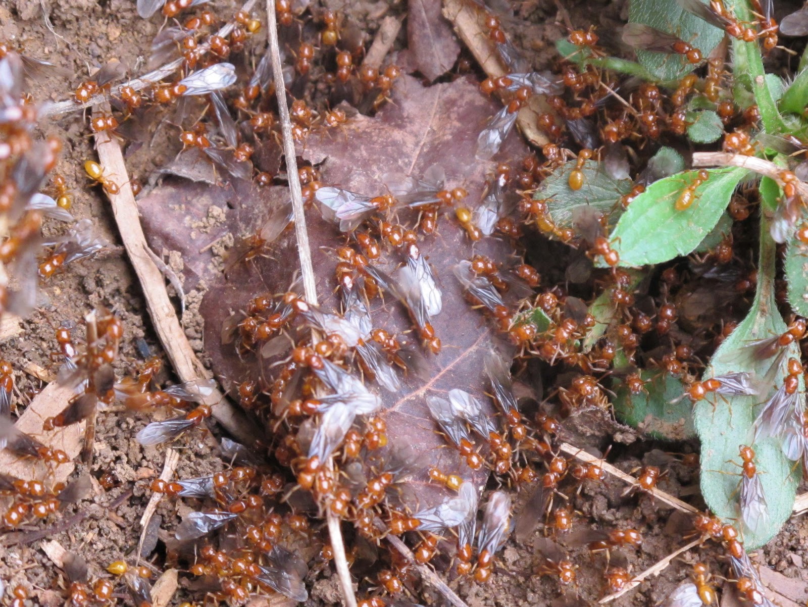 Blue Jay Barrens: Ant Swarm