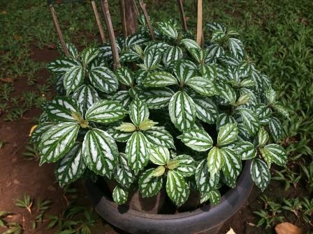 Pilea cadierei | Pustaka Flora | Database Tanaman Landscape