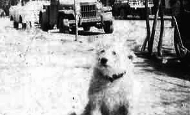 Monumentos del Chaco: Monumento al Perro de San Fernando