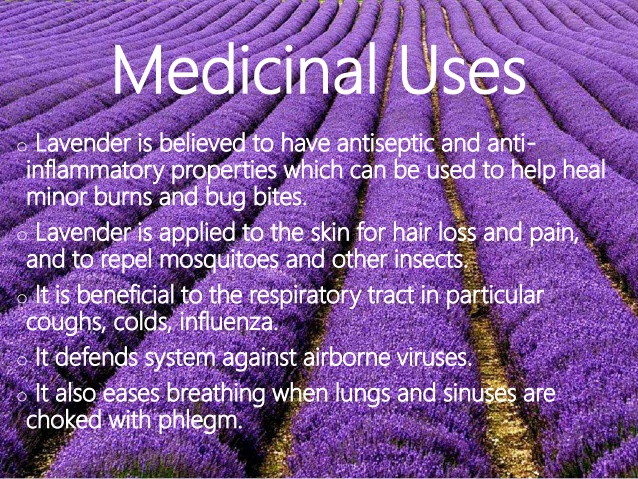 Stranger in a Strange Land: 7 Healing Uses For Lavender Essential Oil ...