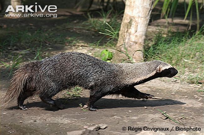 Argentina nativa: Hurón mayor (Galictis vittata)