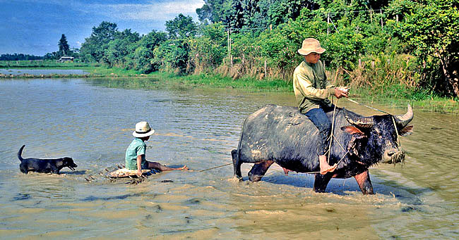 Fascinating Humanity: Harrowing a Rice Field in Malaysia