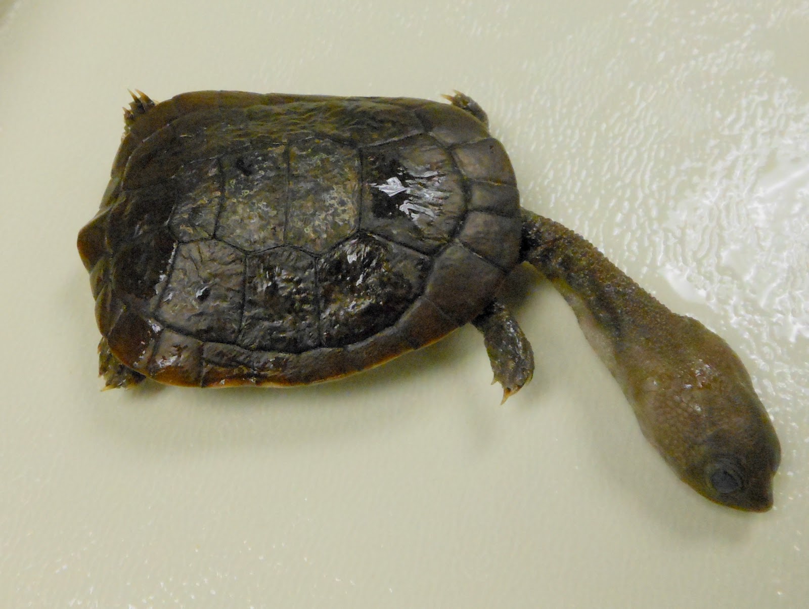 Biology of the Reptilia: Lab 2: Testudines (Kelly and Maggie)