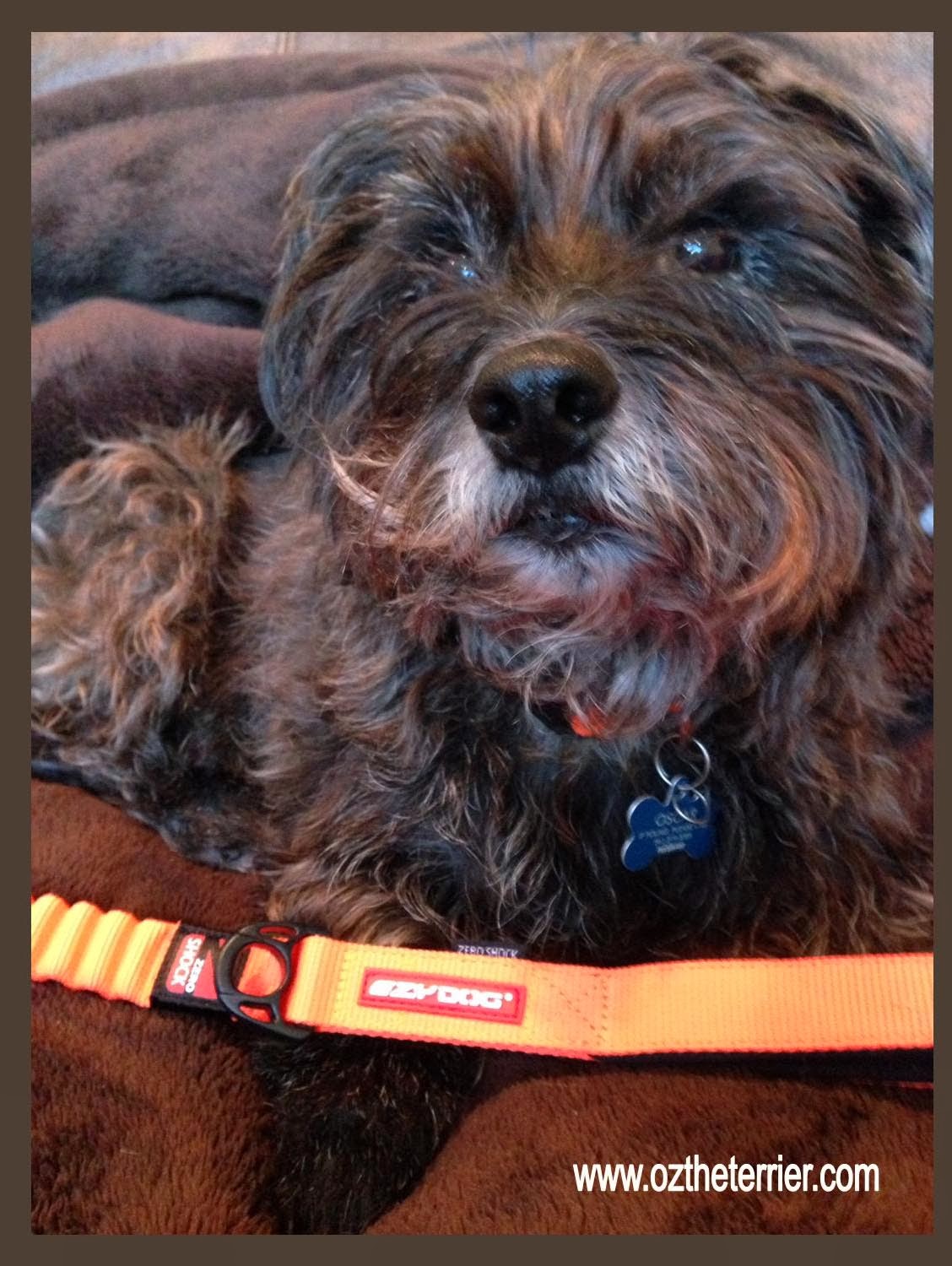 Walking is Ezy with EzyDog Zero Shock Leash | Oz the Terrier ...