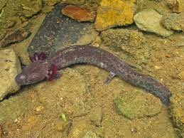 Necturo acuático (Necturus maculosus)