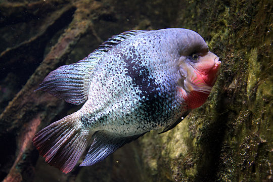Mania de Aquário: Vieja Maculicauda (Black belt cichlid)