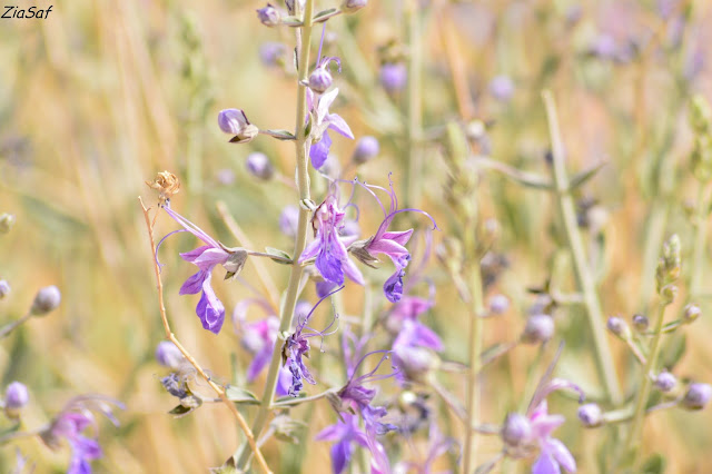 Memory ZiaSaf: Travelog : Oh!Riyadh (95) - Koleksi Bunga Padang Pasir