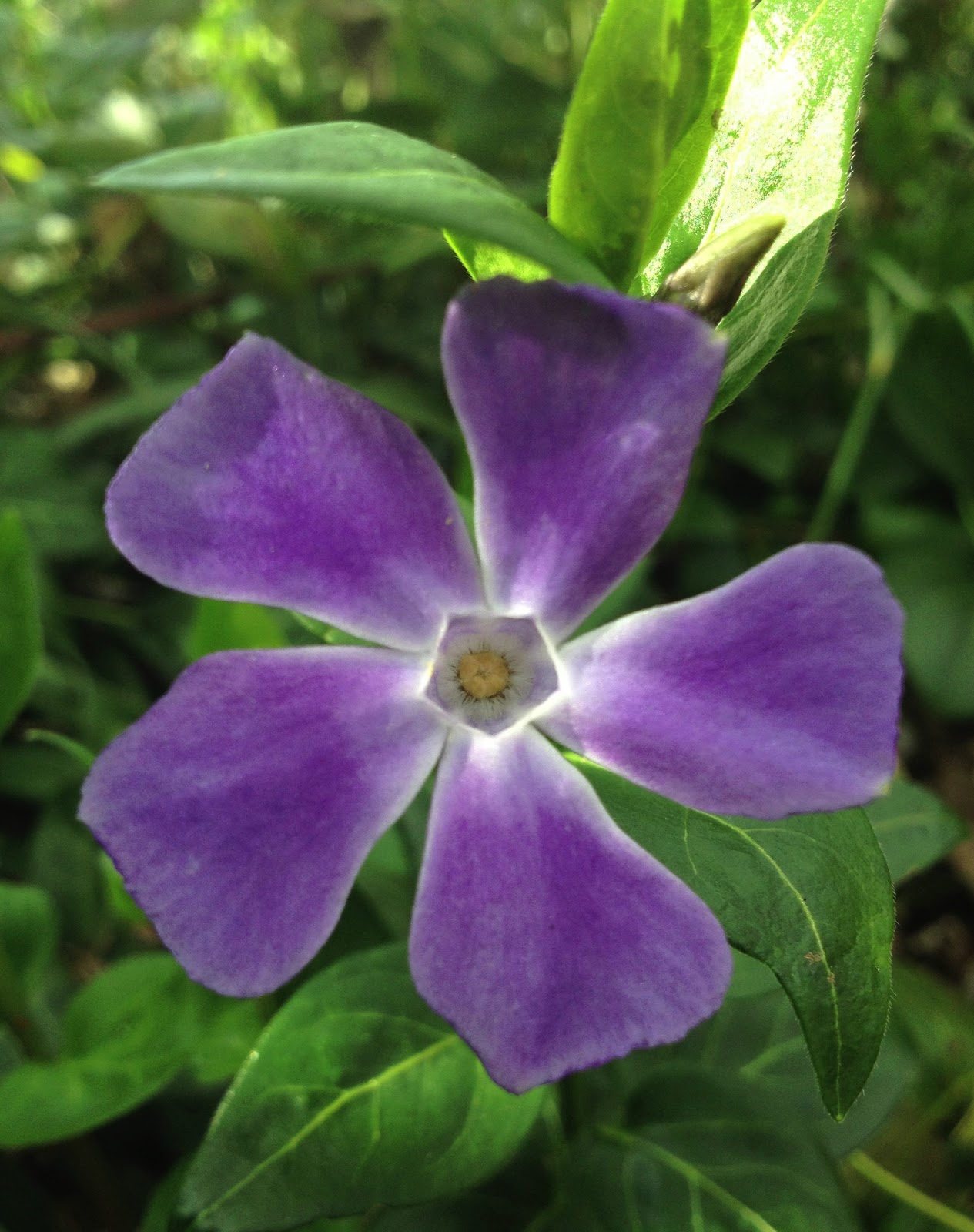 Tuesday Trends: Bloomies Extra 20% Off Sale, Lilly on RLL and Giveaway ...