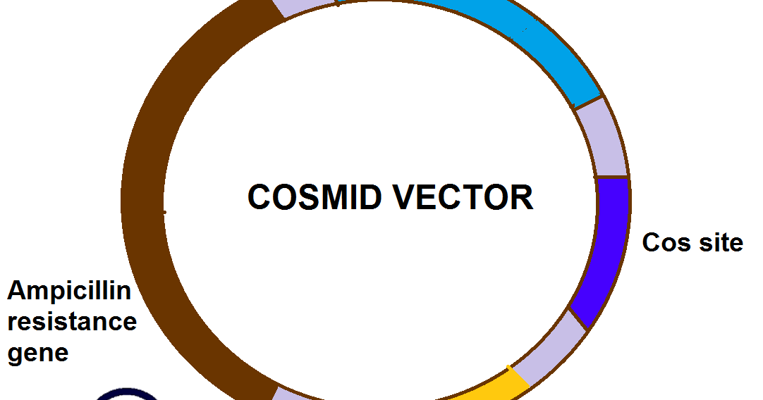 Study Genetics Online: Cosmid vectors