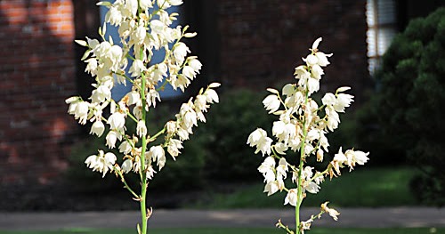 Adam's Needle-Yucca filamentosa Linnaeus