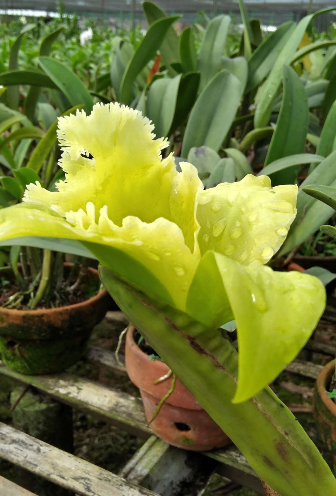 Wow 13+ Gambar Bunga Anggrek Hijau - Gambar Bunga Indah