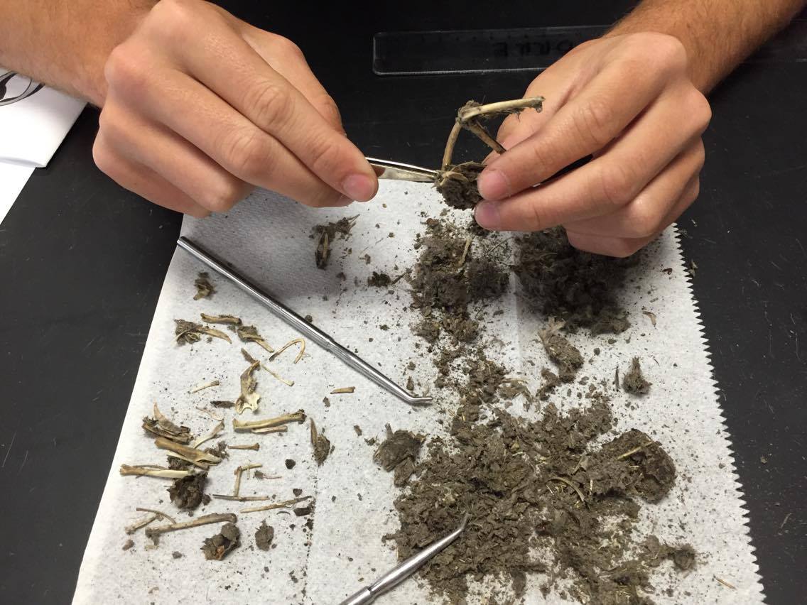 Students of Anatomy : Owl Pellet Lab