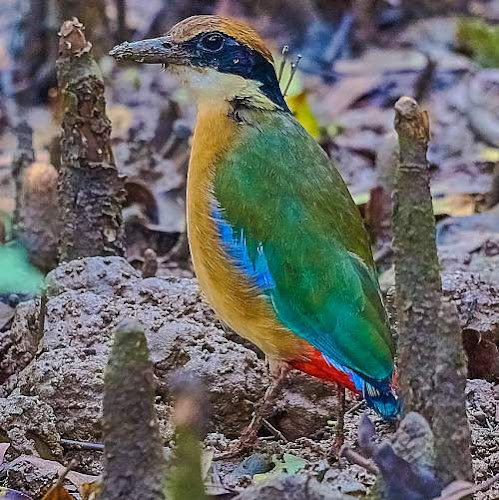 Mangrove pitta pictures | Birds of India | Bird World