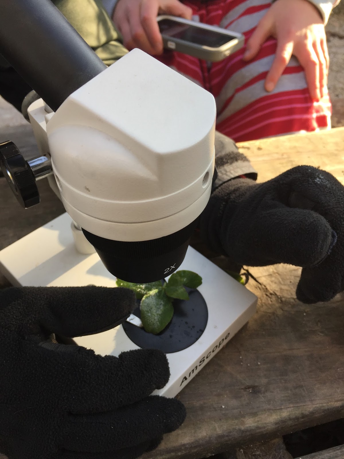 Line Upon Line: Frost Under the Microscope