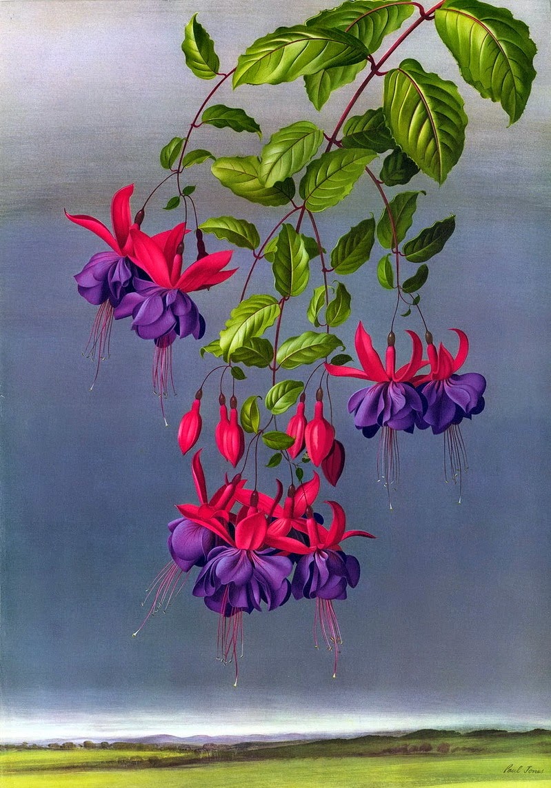 Il mondo di Mary Antony: Paul Jones- Flowers