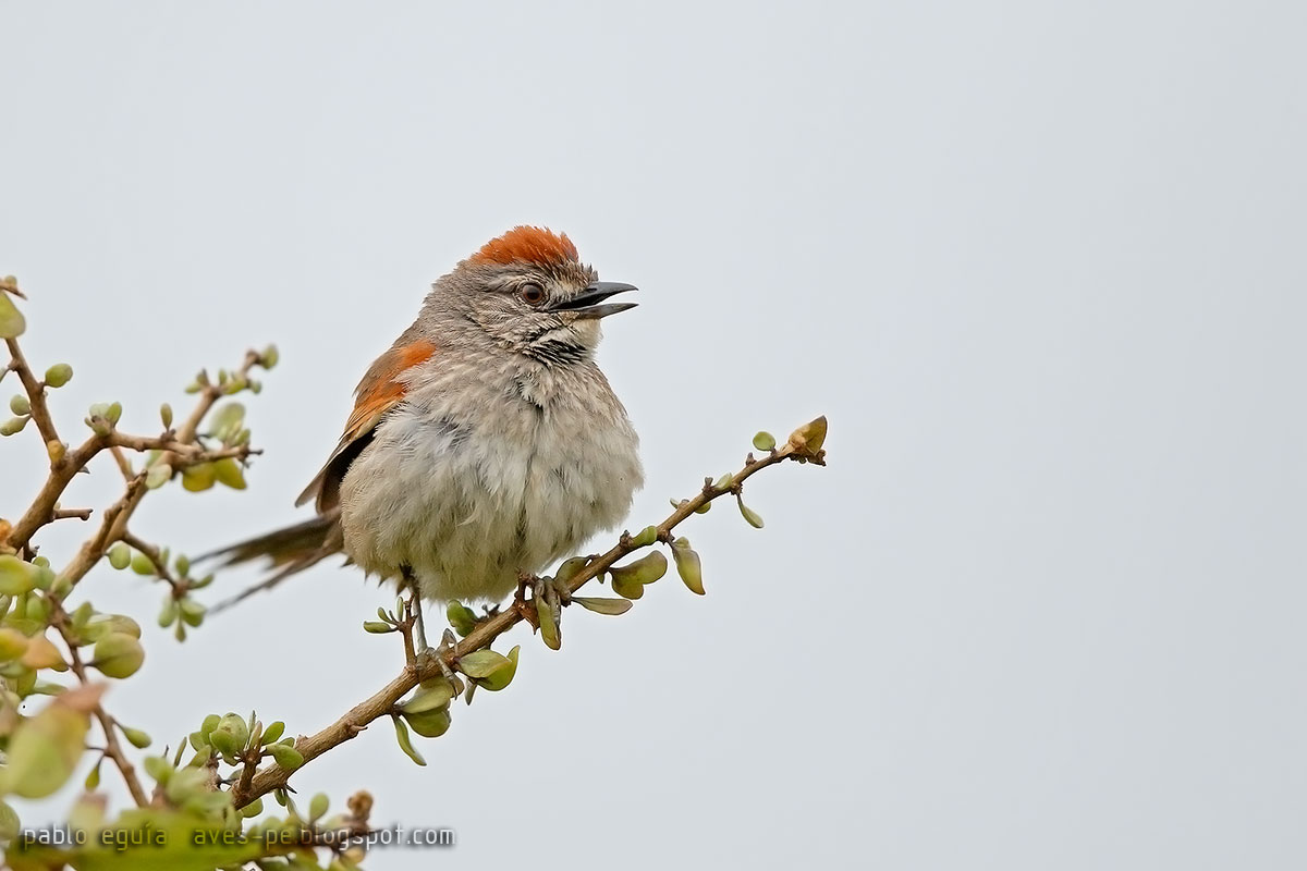 mis fotos de aves: Synallaxis albescens Pijui Cola Parda Pale-breasted ...