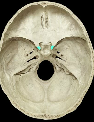 Asymmetry of the Modern Human Endocranium: Placing the fixed landmarks ...
