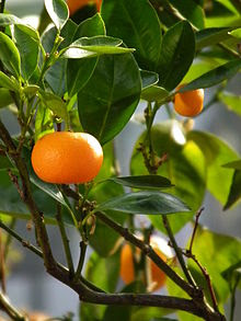 How to grow a mandarin from seed - Kilimo Hai