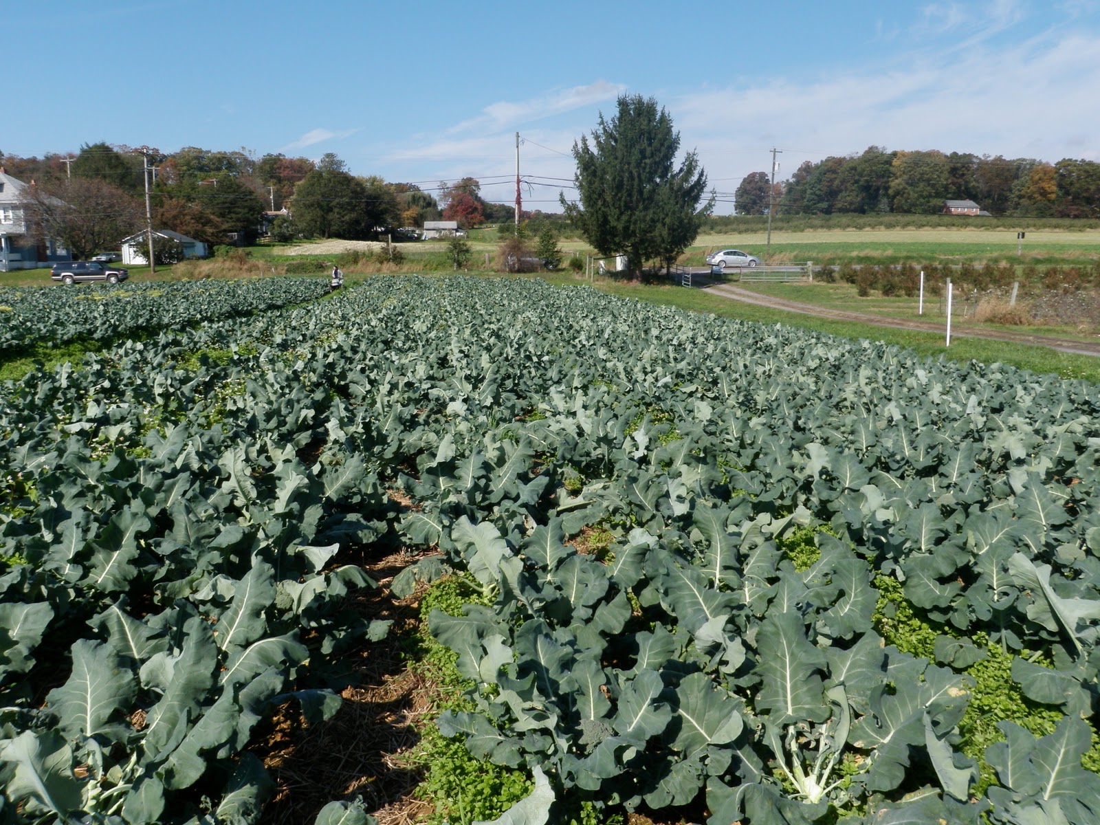 Adventures in Container Gardening (and Local Eating): Visit to ...