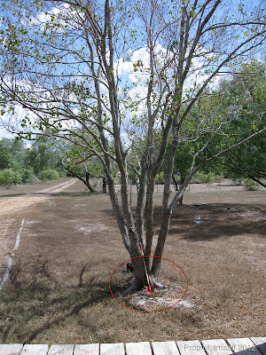 Two Men and a Little Farm: THE JUNK TREE IS GONE