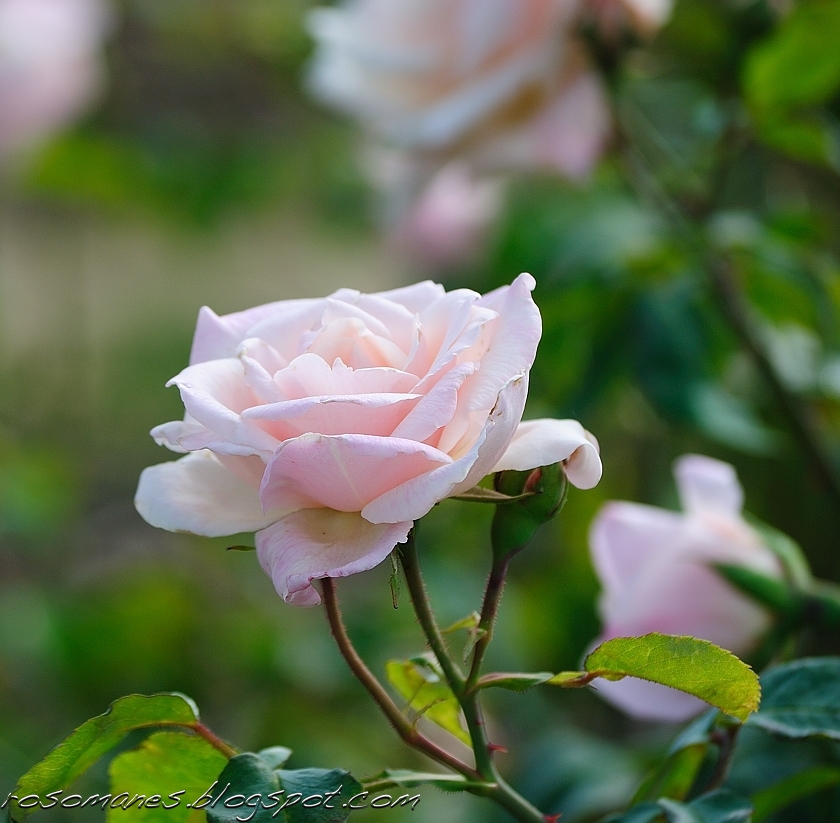 A Rose is a Rose...: Sunday Roses