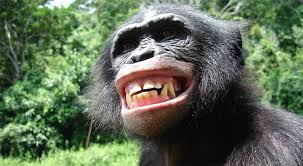 FUNDAMERCED: El lado carnívoro de los afables bonobos