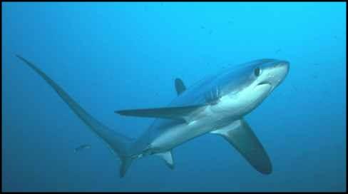 El tiburón zorro, otro tesoro de la reserva marina de Filipinas - ( ADAA )