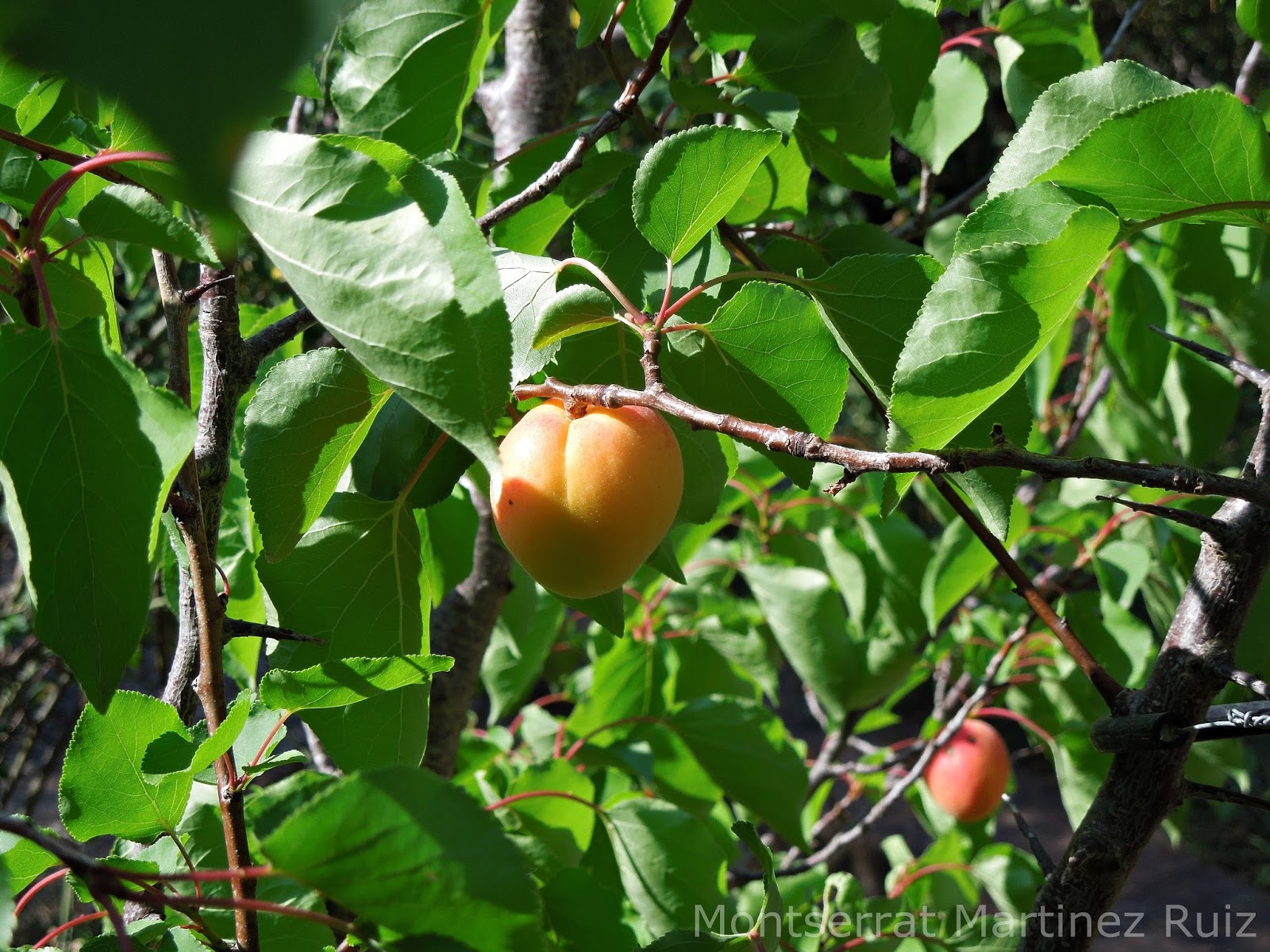 ALBARICOQUERO - BOTÀNIC SERRAT