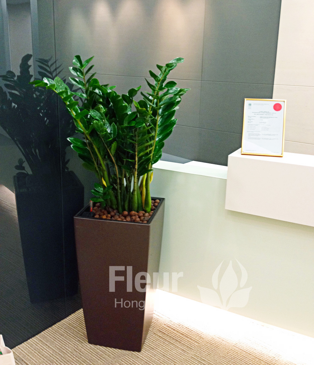 Fleur Hong Kong Florist 花香港 Fleur.hk 部落格 : All about House plants